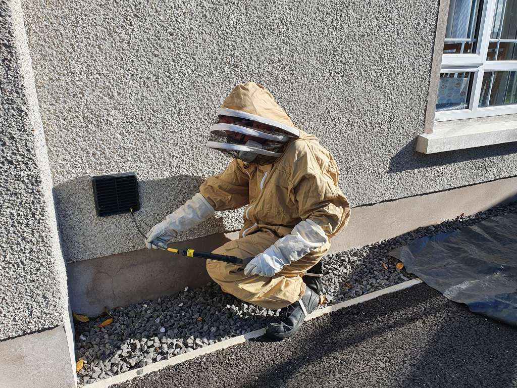 How to remove a wasp nest - Ripley Pest Management