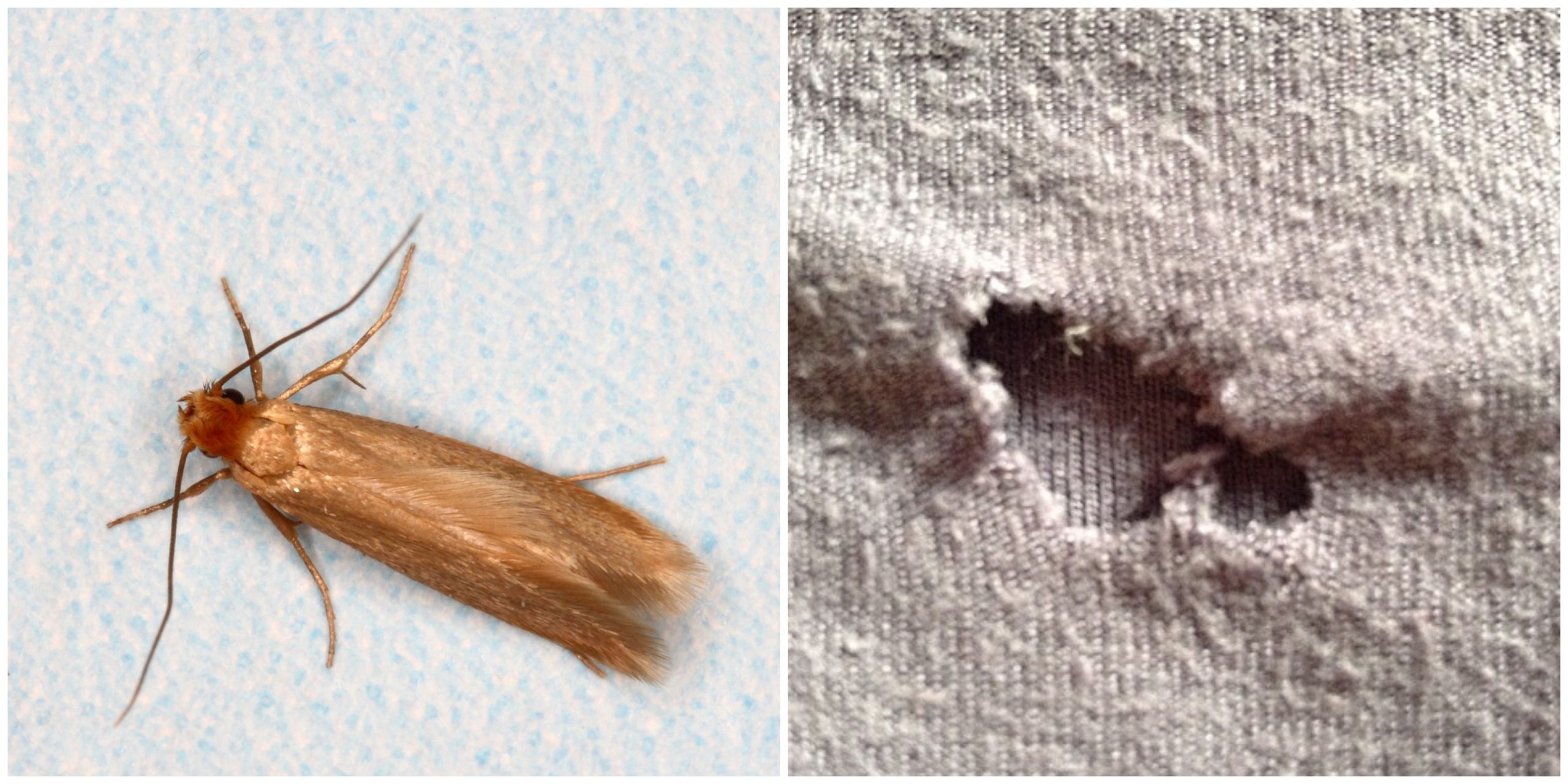Moths - Ripley Pest Management