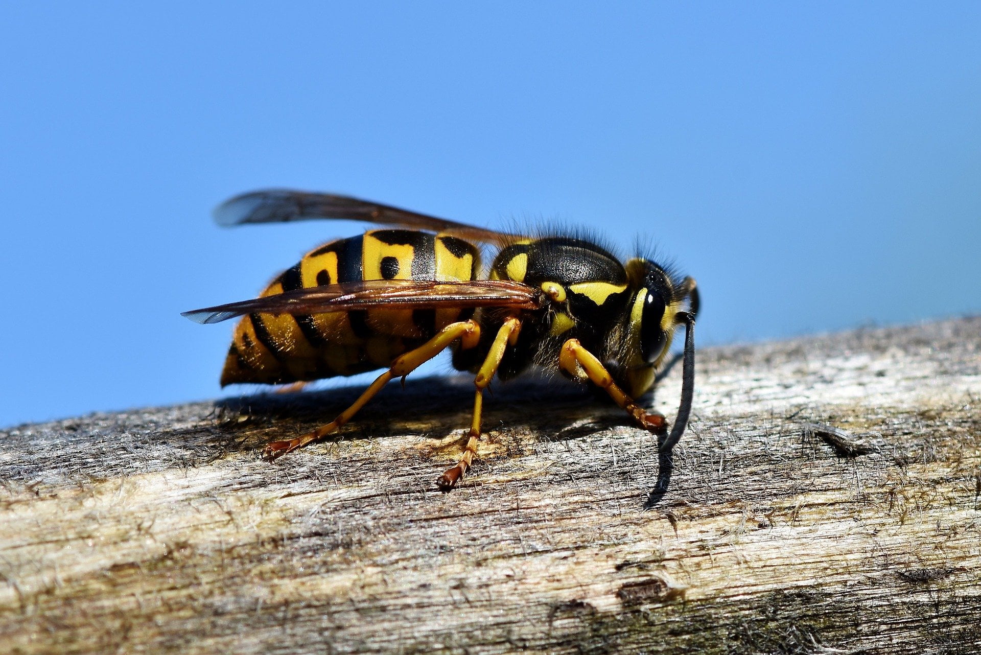 Beautiful Wasp Nest - Ripley Pest Management